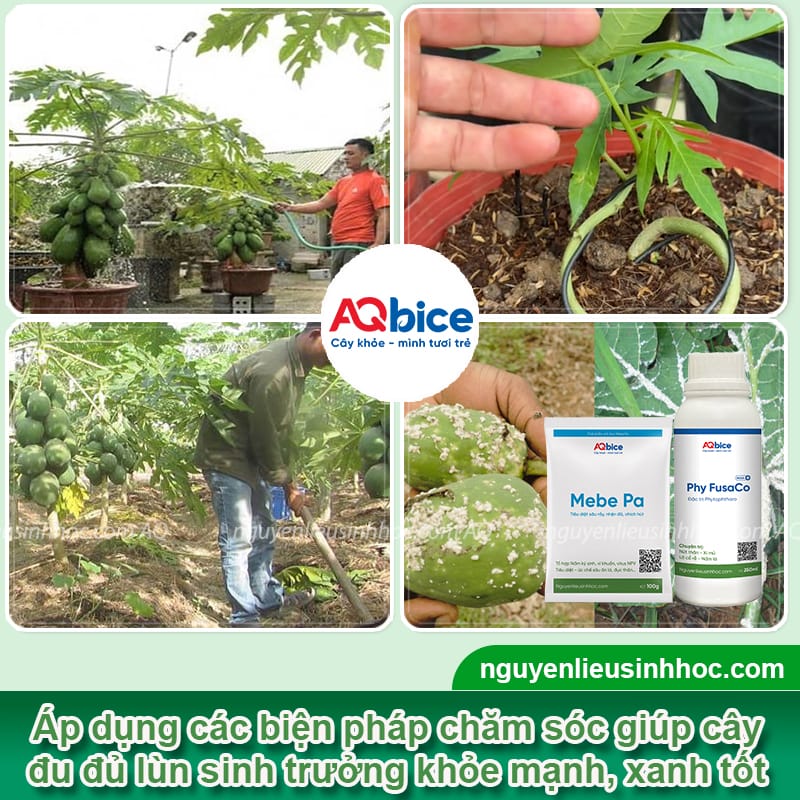 Hướng dẫn cách trồng đu đủ lùn lớn nhanh, ra sai trái
