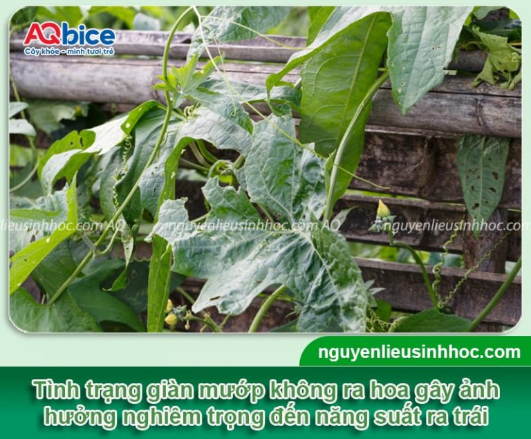 Hoa sao nhái trồng bao lâu ra hoa? Cách trồng và chăm sóc